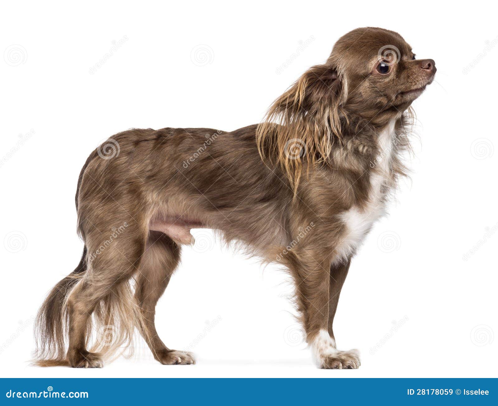 Side View of Chihuahua Standing and Looking Away Stock Image - Image of ...