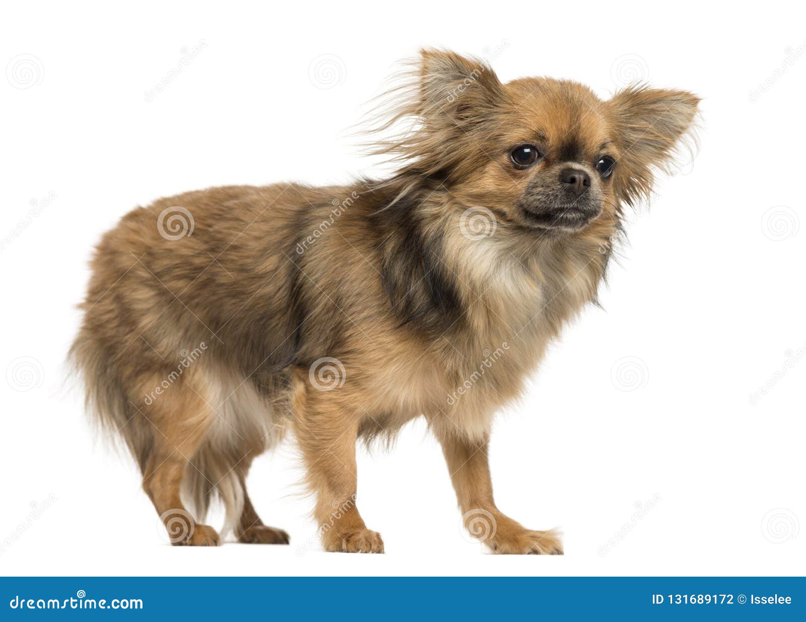 Side View of a Chihuahua Standing, 18 Months Old Stock Photo - Image of ...