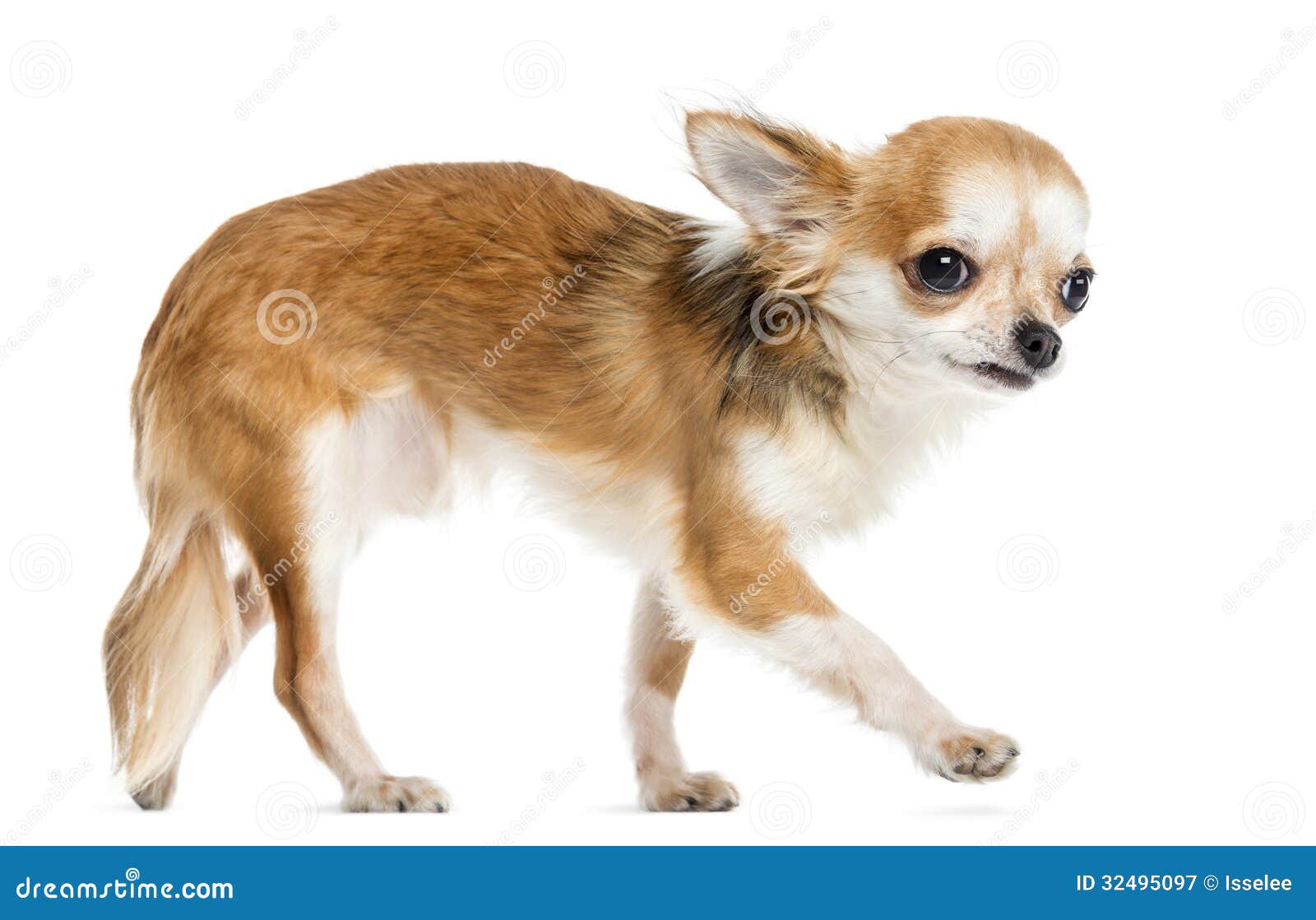 Side View of a Chihuahua Walking, Isolated Stock Image - Image of side ...