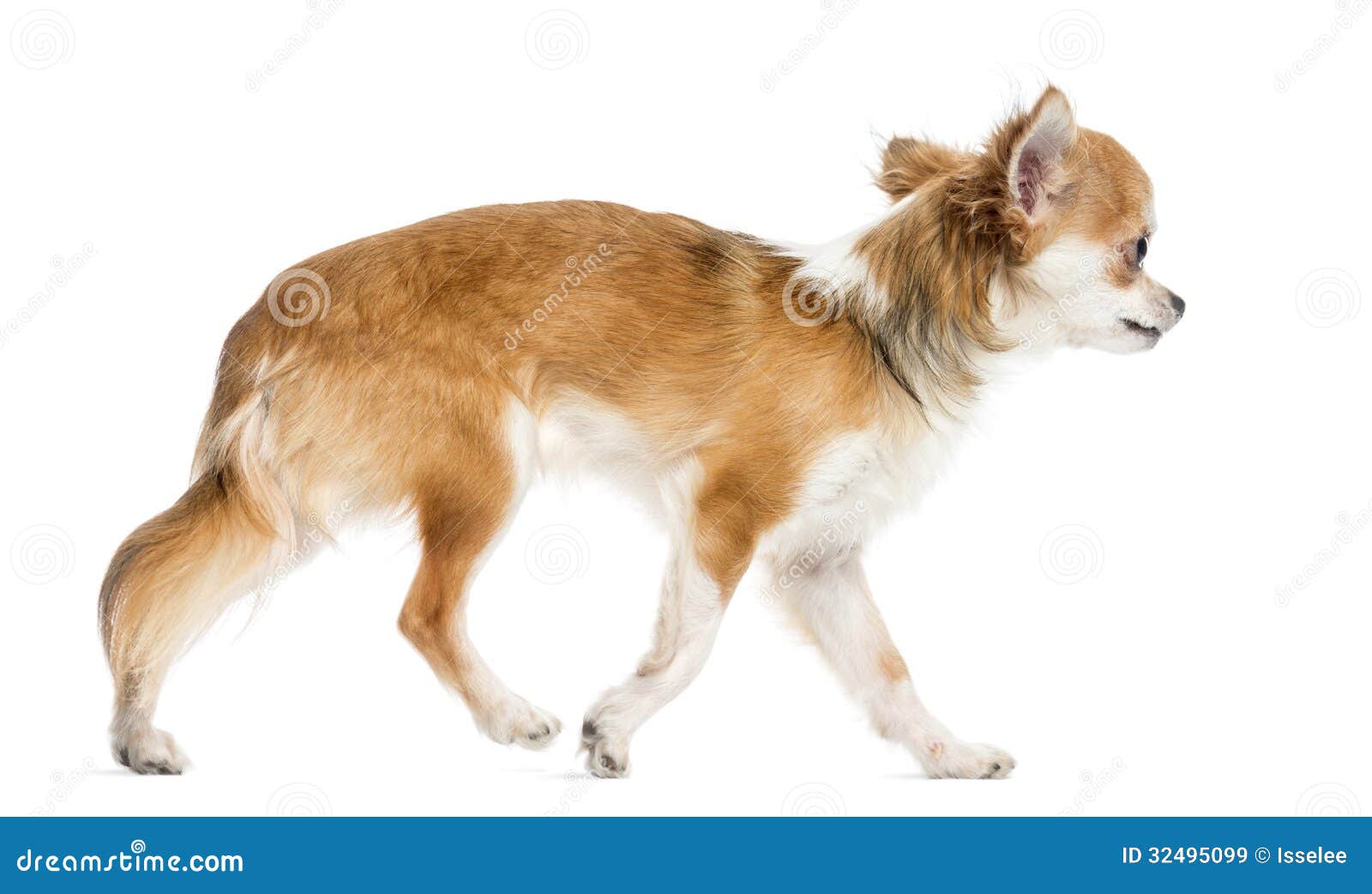 Side View of a Chihuahua Walking, Isolated Stock Image - Image of view ...