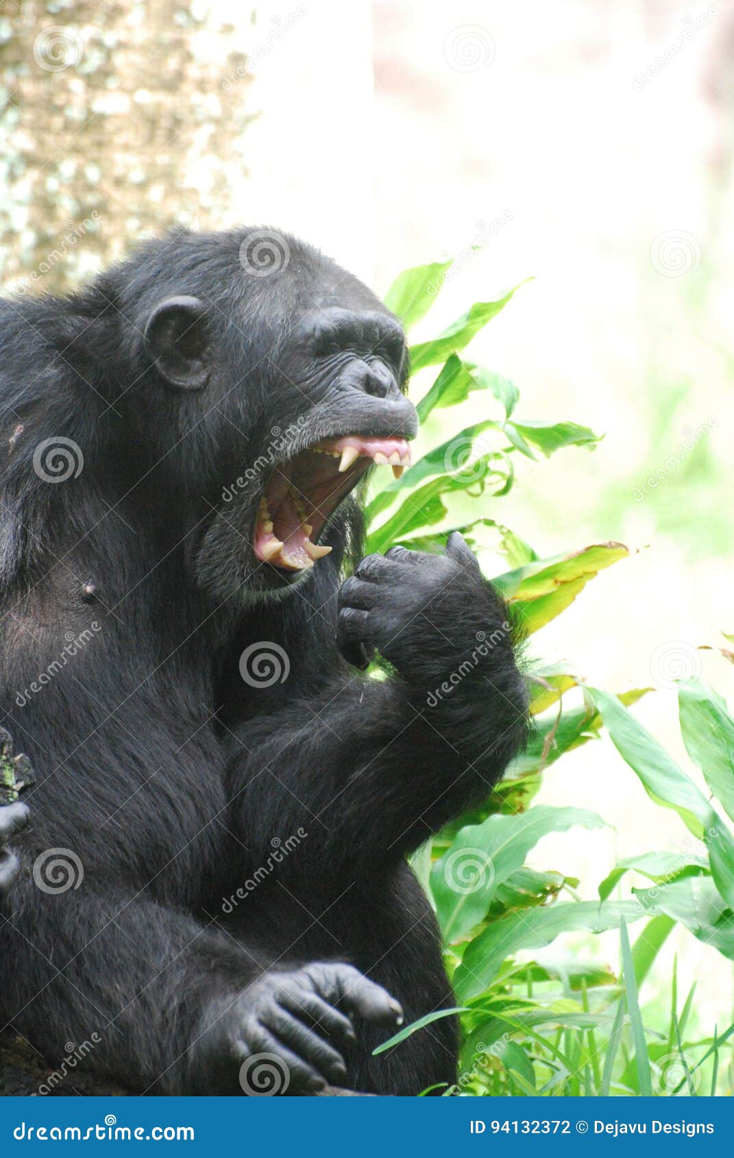 Side View of a Chimpanzee with His Mouth Open Stock Photo - Image of ...