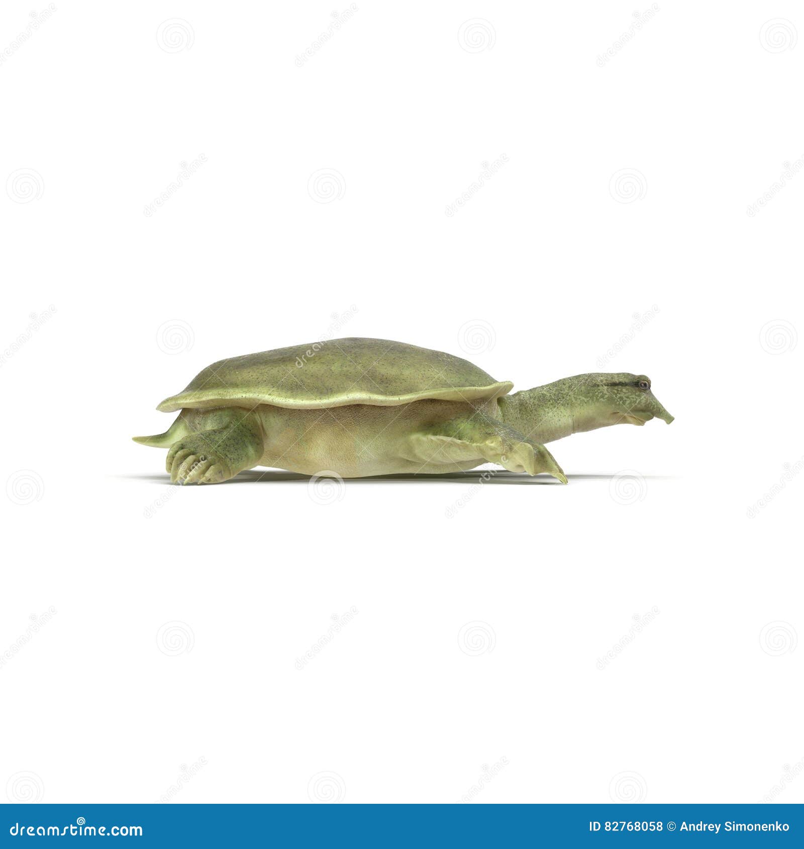 Side View Chinese Soft-shelled Turtle on White. 3D Illustration Stock ...