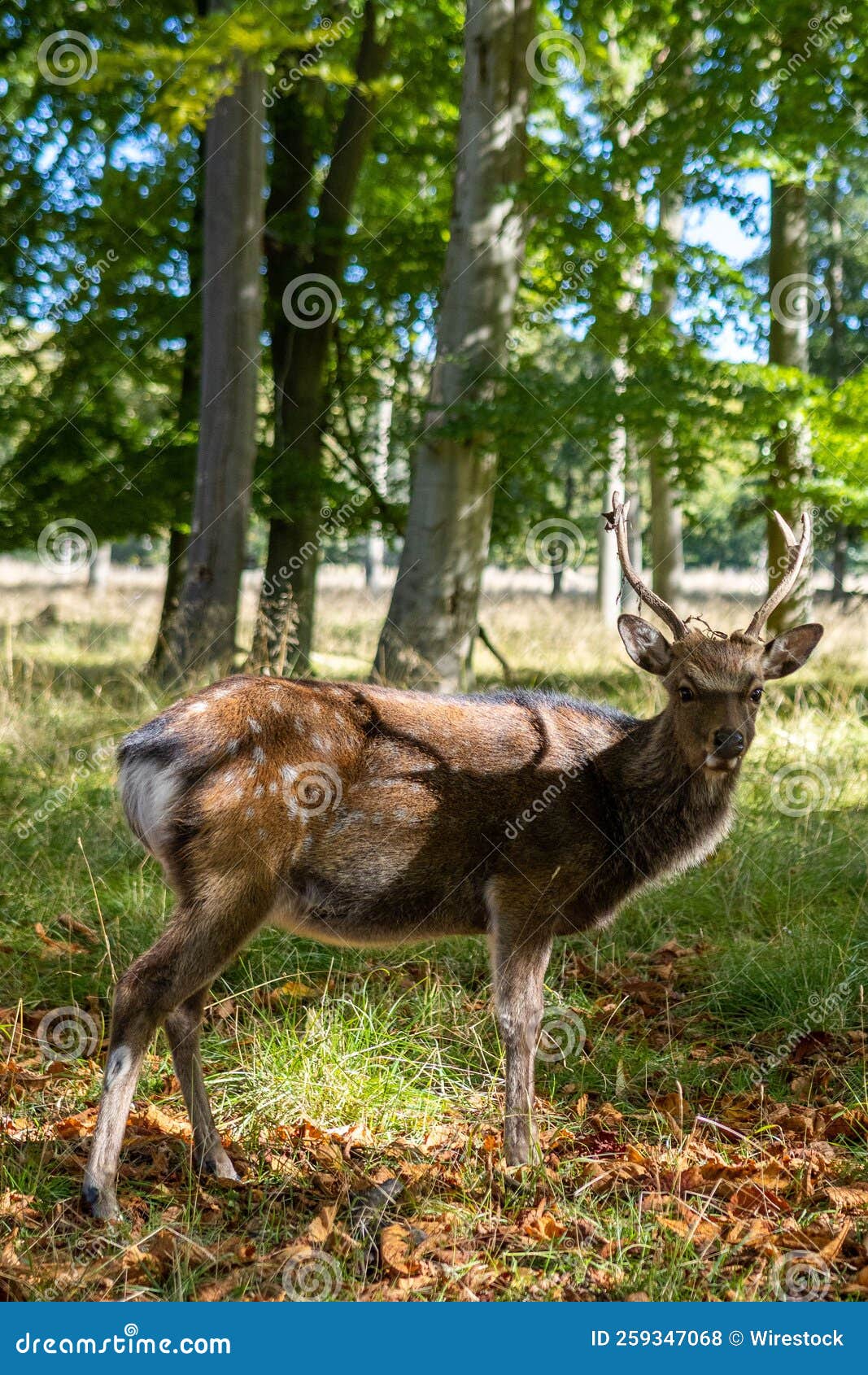 Side View of Chubby Red Deer Looking at the Camera while Wandering in ...