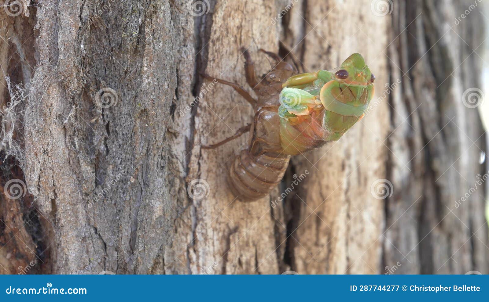 Side View of a Cicada Emerging from Its Shell on a Gum Tree at Ebor ...