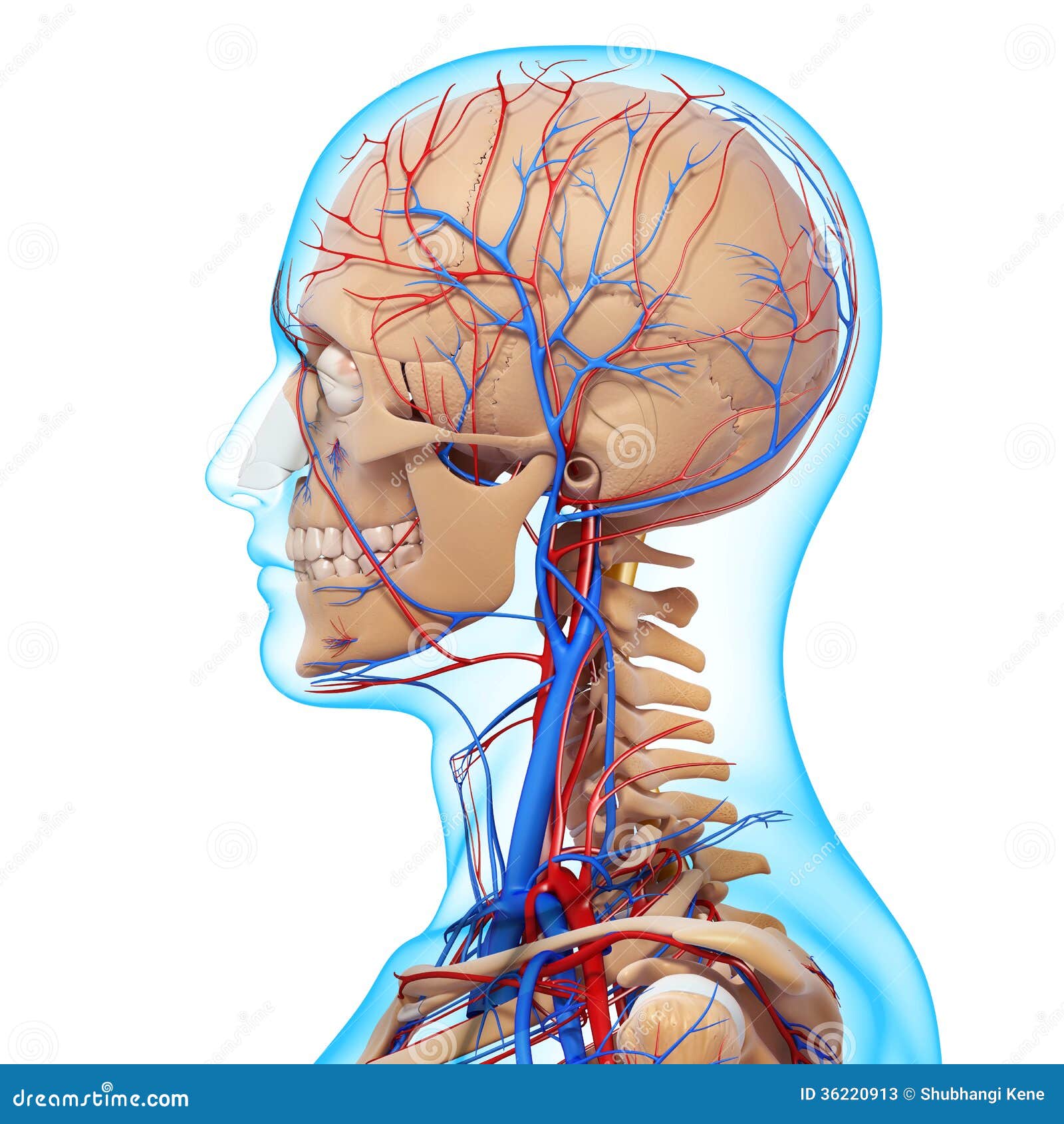 Side View of Circulatory System of Head Skeleton Stock Illustration ...