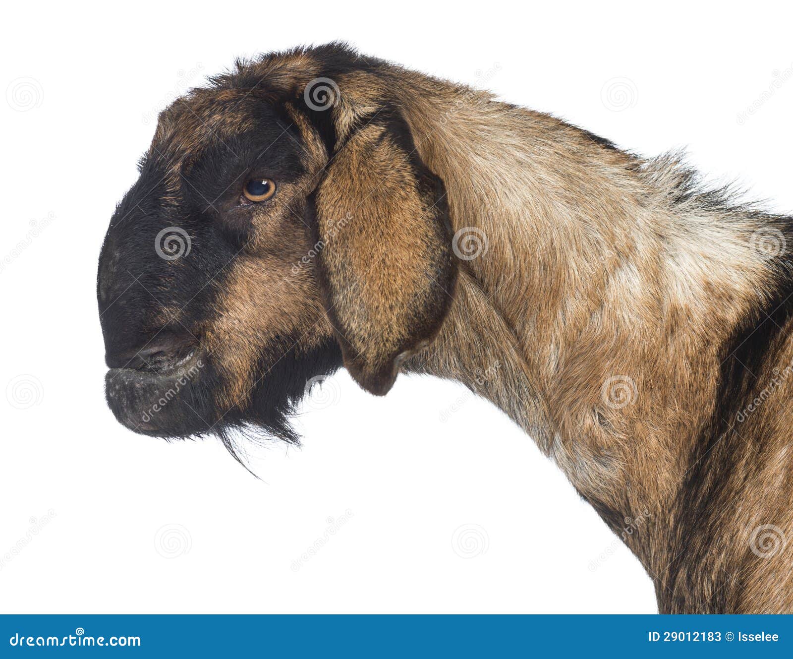 Side View Close-up of an Anglo-Nubian Goat with a Distorted Jaw Stock ...
