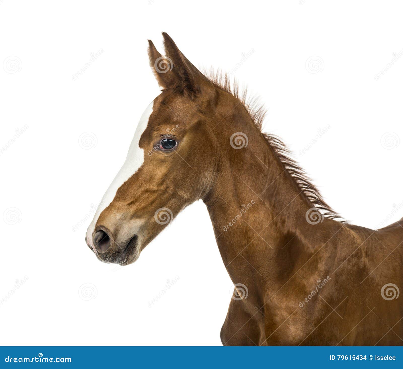 Side View of a Close-up of a Foal Stock Photo - Image of foal, farm ...