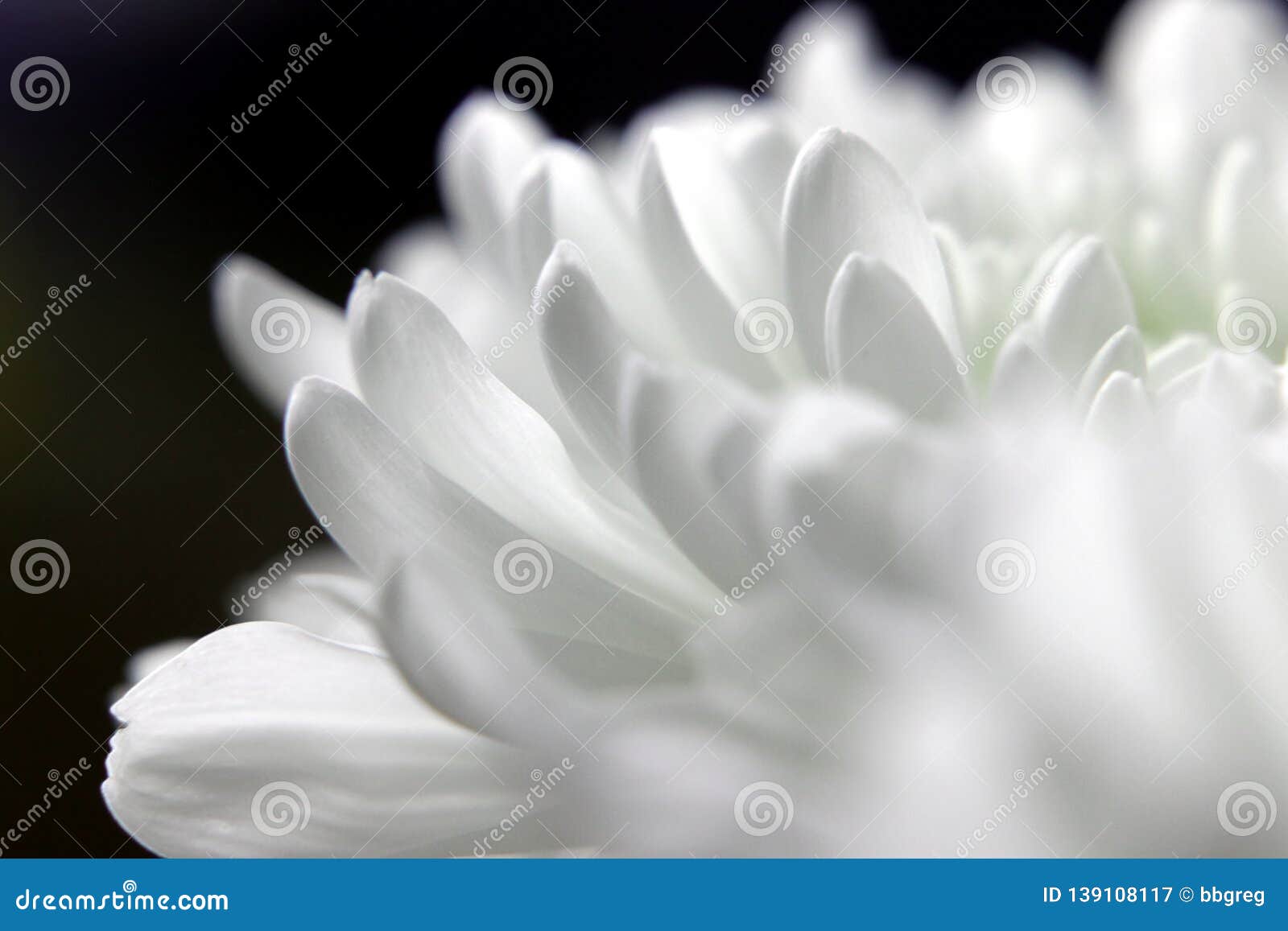 Side View Close Up of White Flower on Dark Background. Chrysanthemum ...
