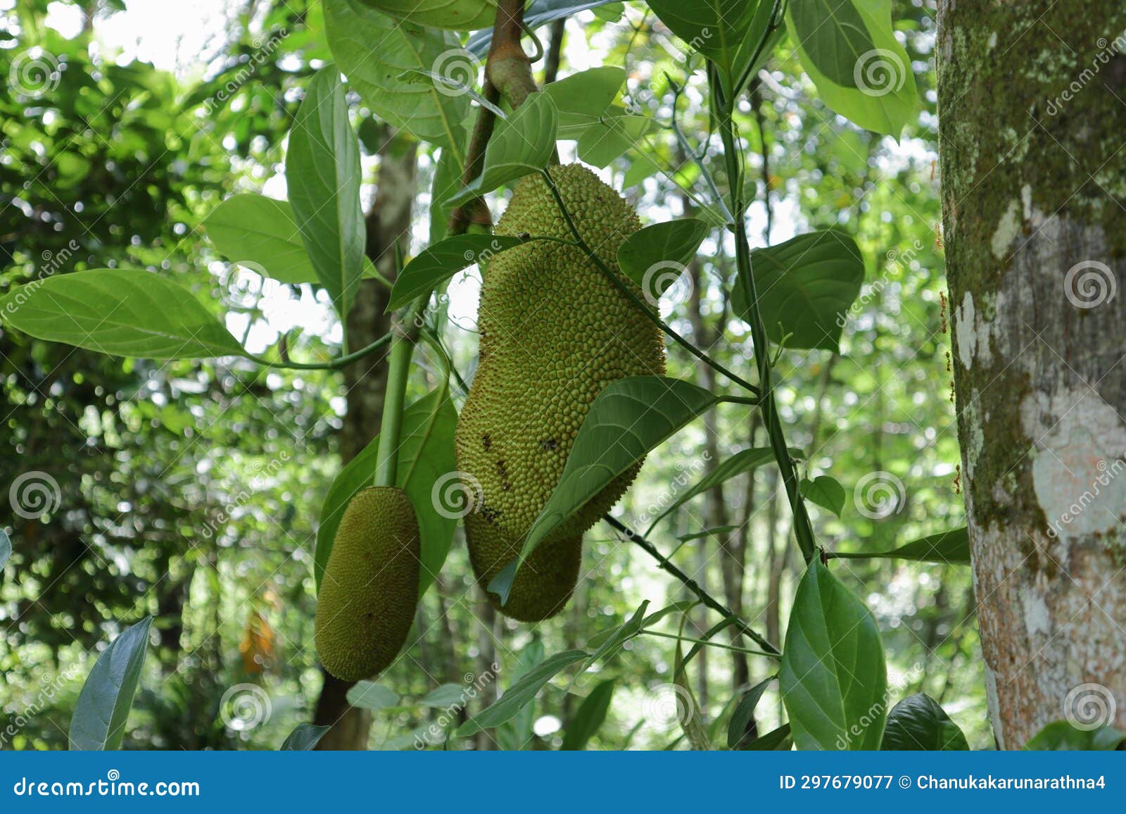 Side View of a Cluster of a Premature Jackfruit Hanging from the Jack ...