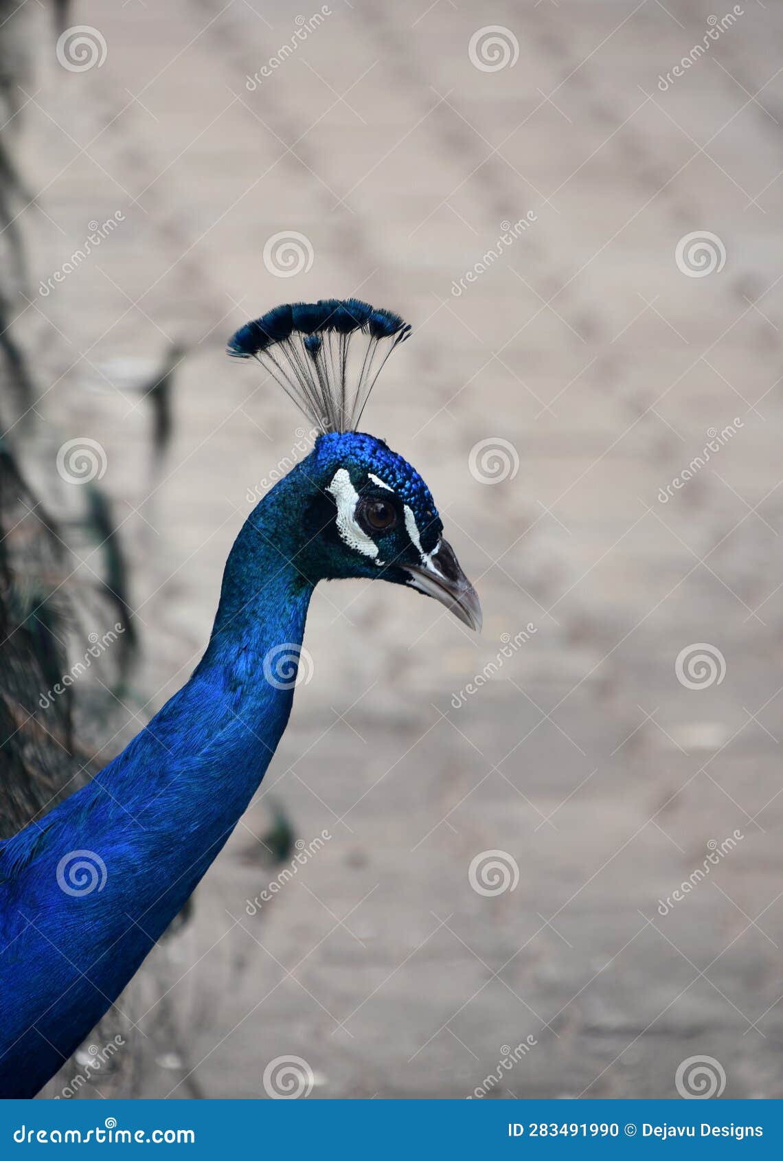 Side View of a Cobalt Blue Peacock Stock Photo - Image of display, side ...