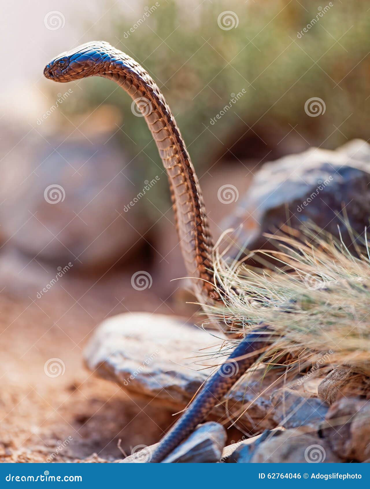 Cobra Snake Side View