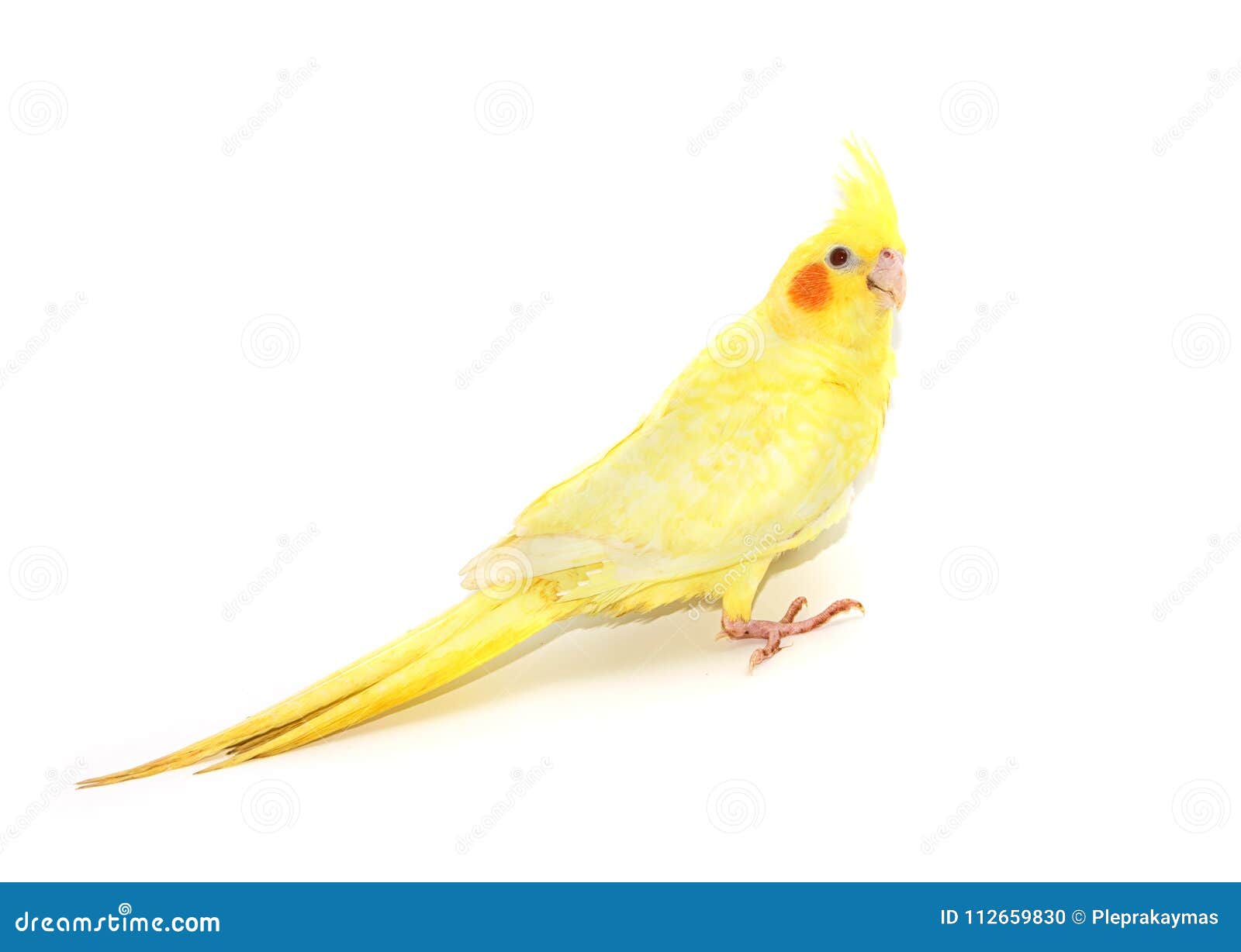Side View of a Cockatiel Bird Stock Photo - Image of avian, side: 112659830