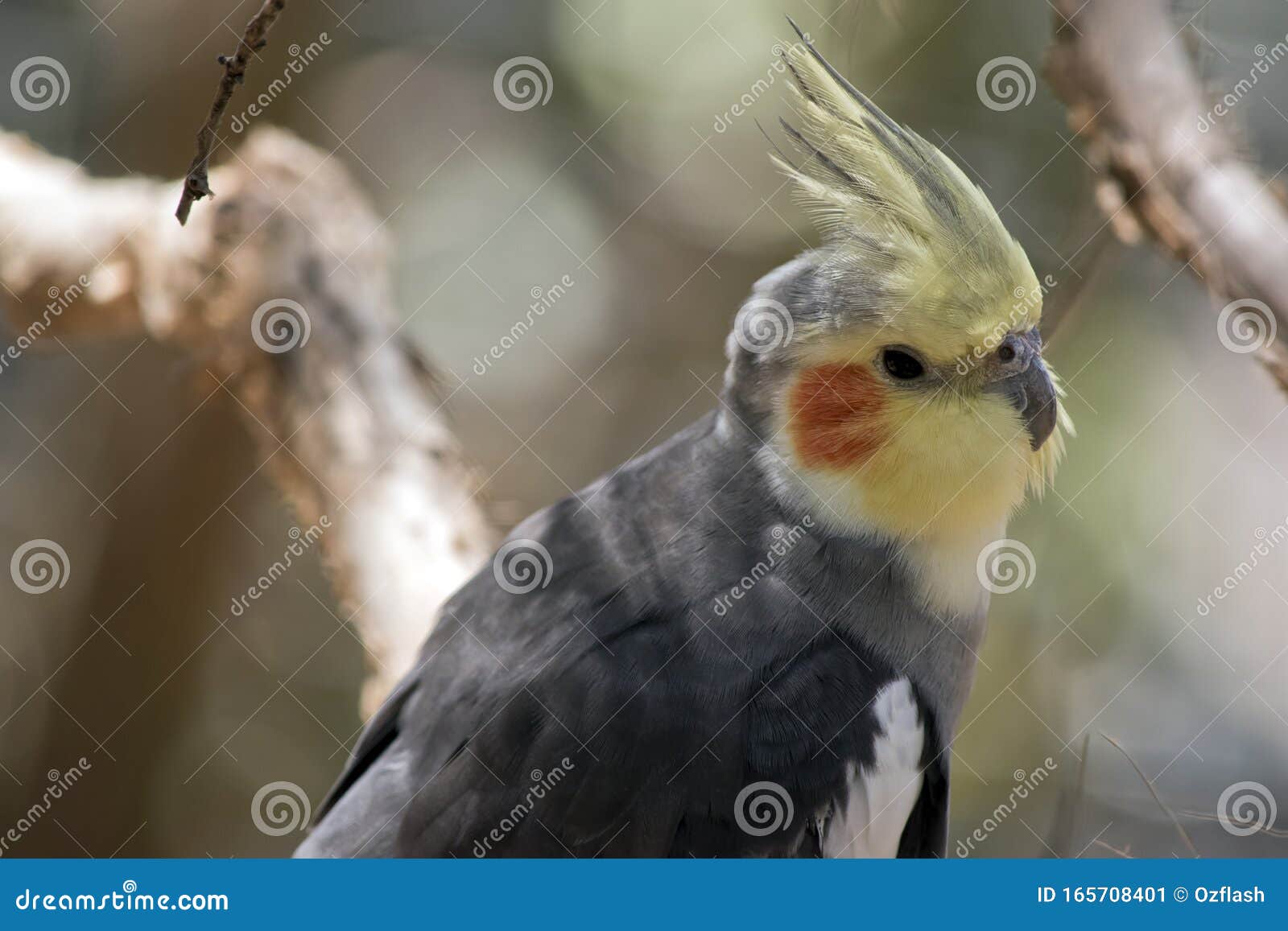 This is a Side View of a Cockatiel Stock Image - Image of australian ...