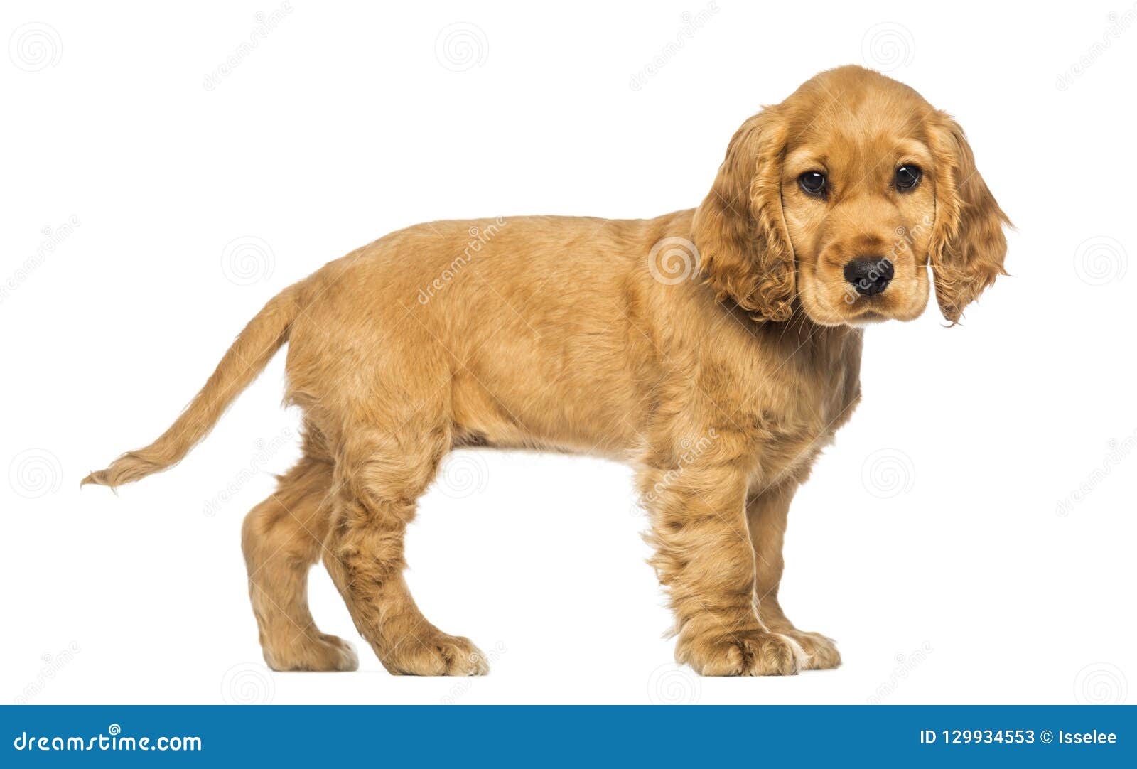 Side View of a Cocker Puppy Standing, Looking at the Camera Stock Image ...