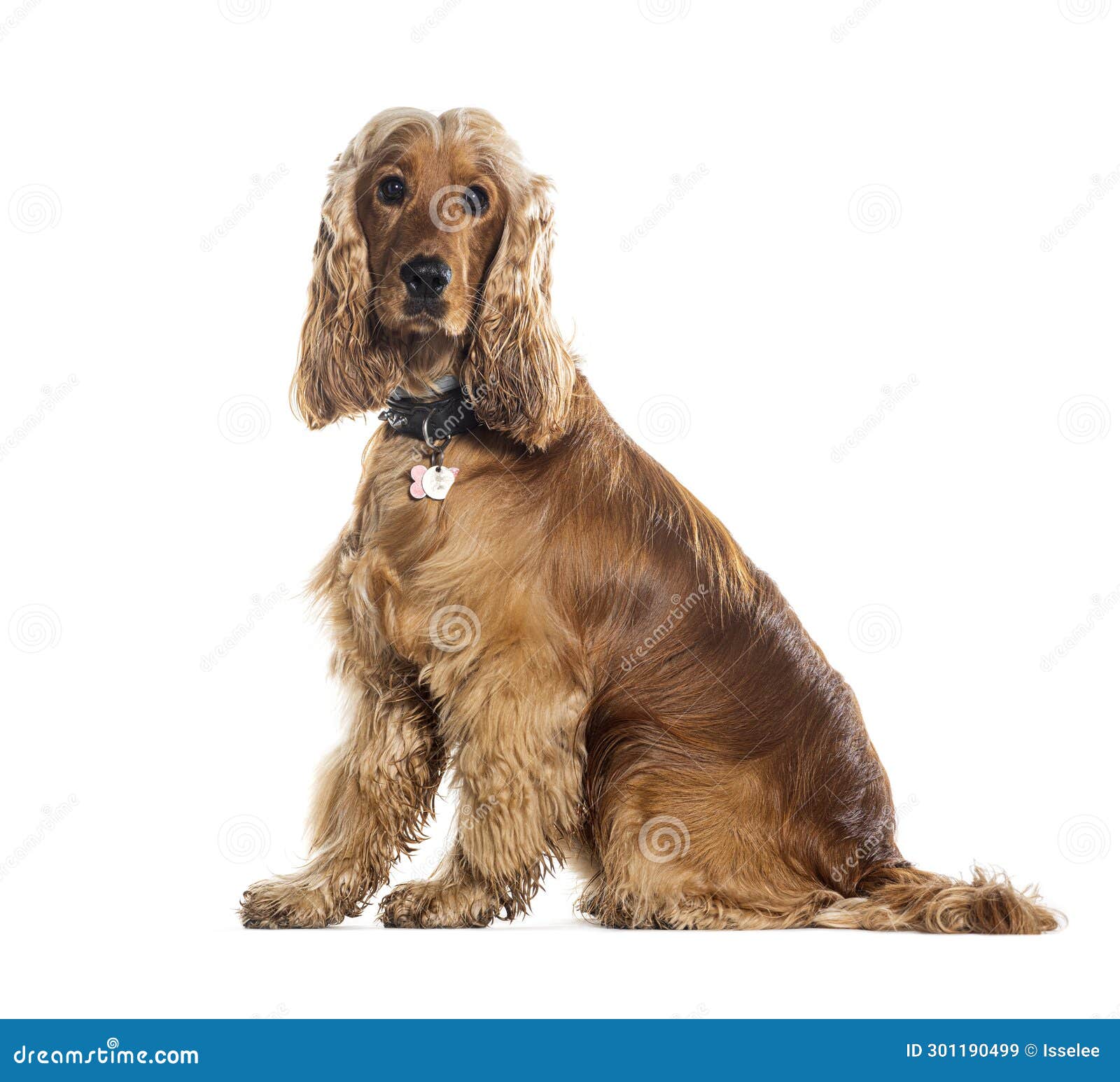 Side View of a Cocker Sitting, Looking at the Camera and Wearing a ...