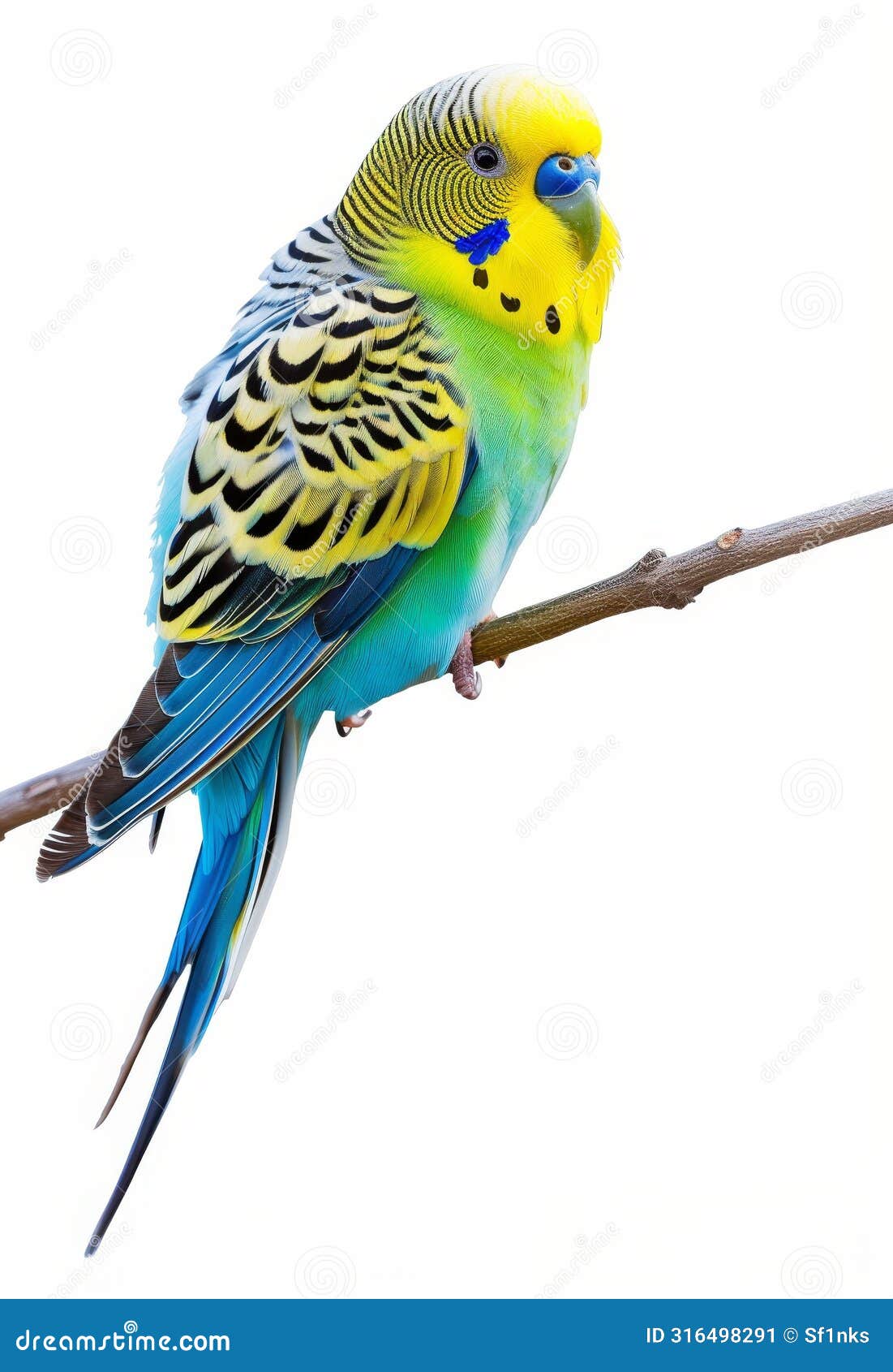 Side View of a Colorful Parakeet with a Detailed Feather Pattern and a ...