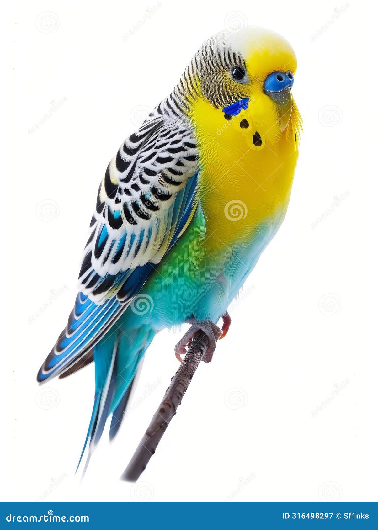 Side View of a Colorful Parakeet with a Detailed Feather Pattern and a ...
