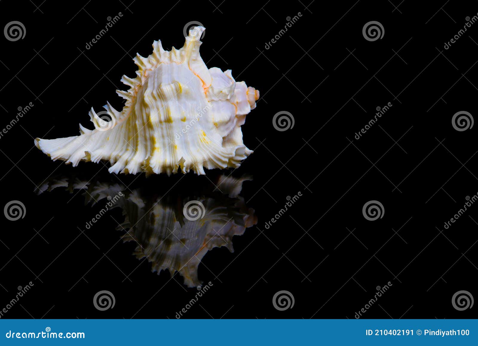 Side View of a Colorful Spider Conch Shell with Reflections on Dark ...