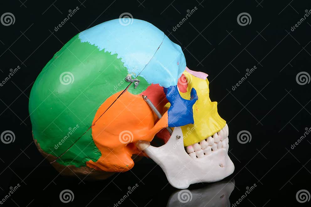 Side View of Coloured Plastic Educational Model of a Human Skull on ...