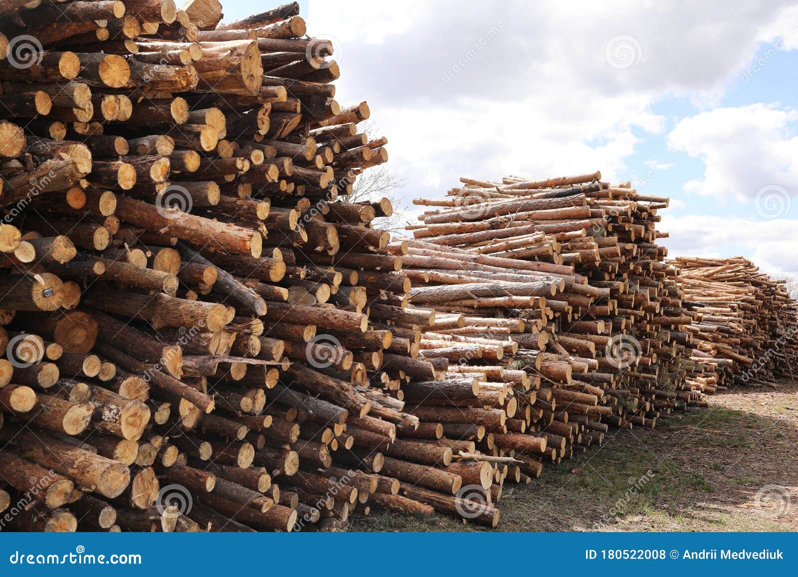 Side View of Commercial Timber, Pine Tree Logs after Clear Cut of ...