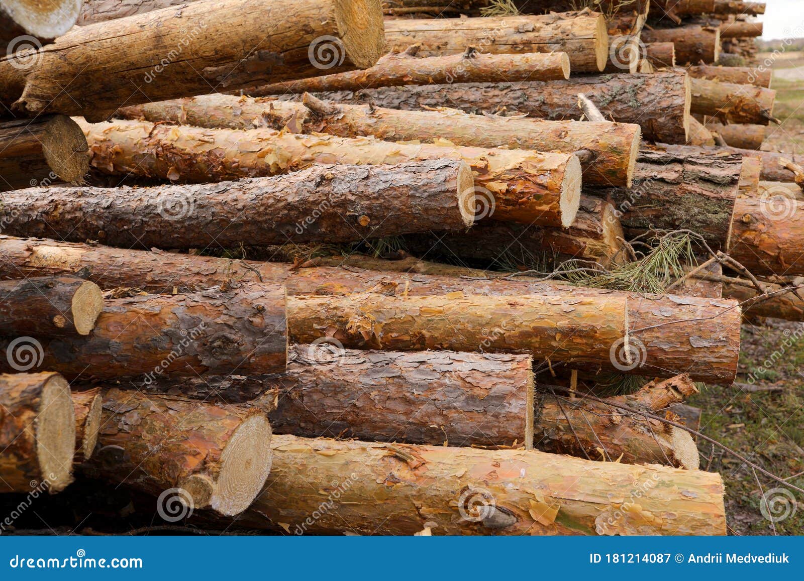 Side View of Commercial Timber, Pine Tree Logs after Clear Cut of ...