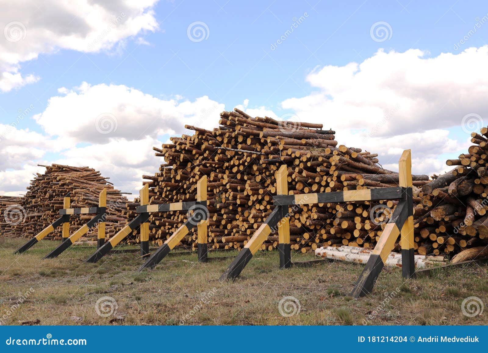 Side View of Commercial Timber, Pine Tree Logs after Clear Cut of ...