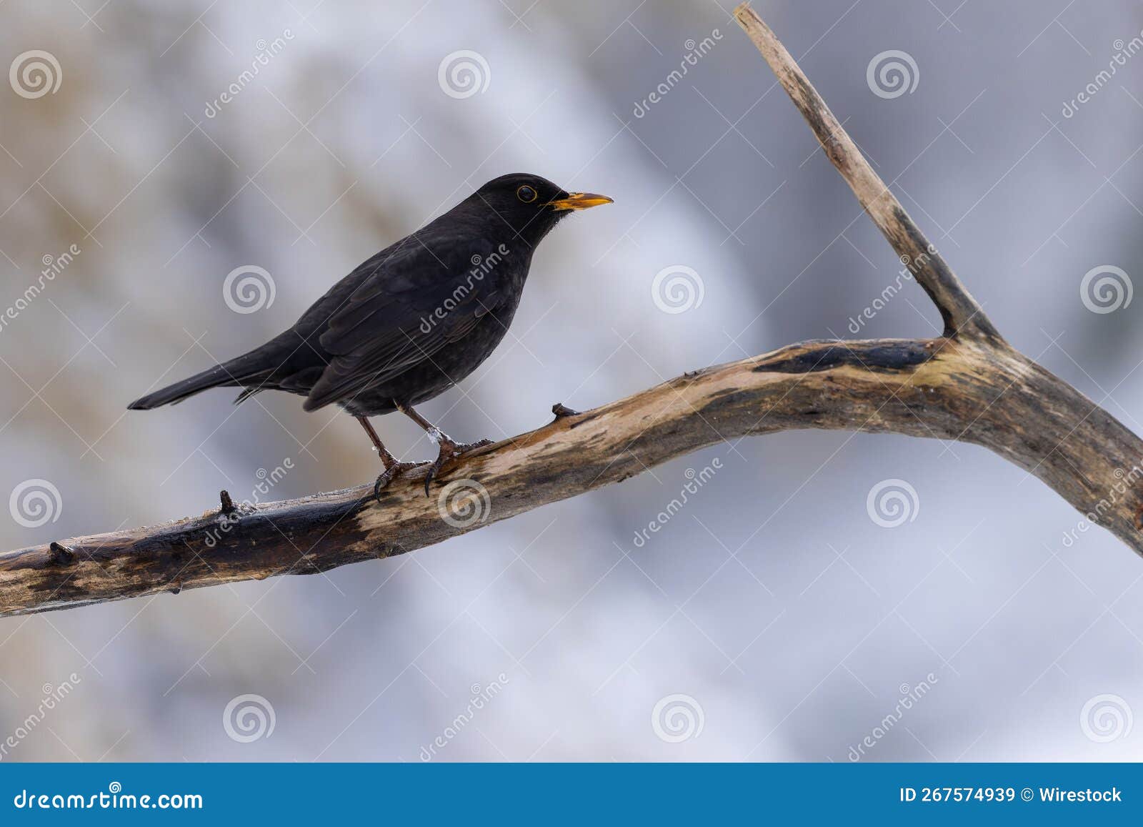 Side View of Common Blackbird Perched on Tree Branch Stock Image ...