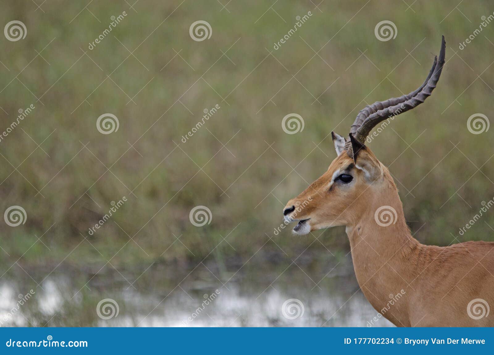 Side View of Common Impala, Northern Namibia, Africa Stock Photo ...