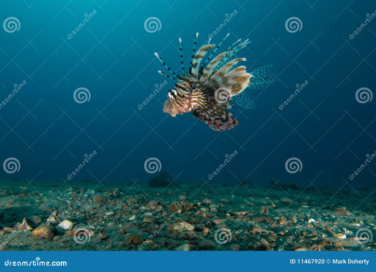 Side View of a Common Lionfish (Pterois Miles) Stock Photo - Image of ...