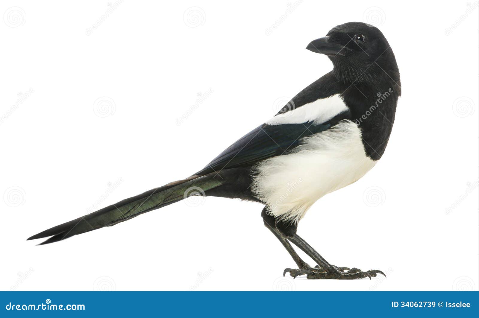 Side View of a Common Magpie Looking Backwards, Pica Pica Stock Image ...