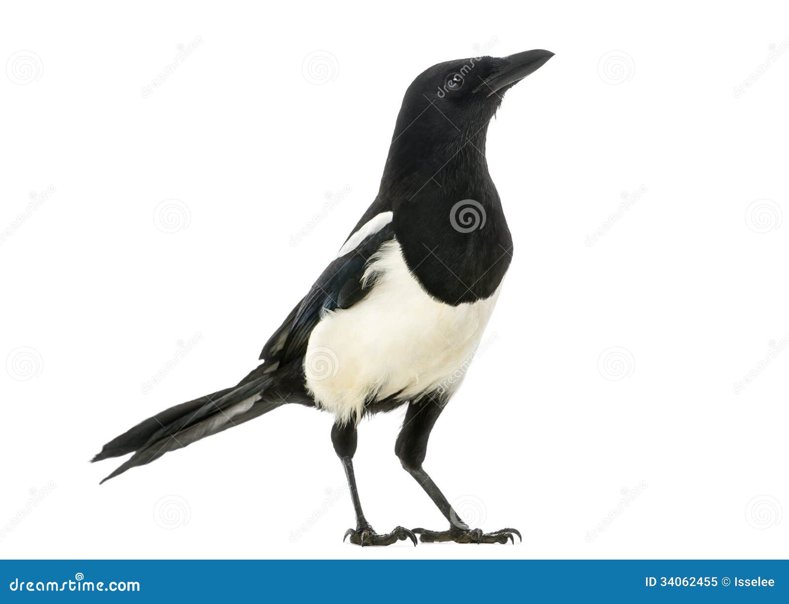 Side View of a Common Magpie Looking Up, Pica Pica, Isolated Stock ...