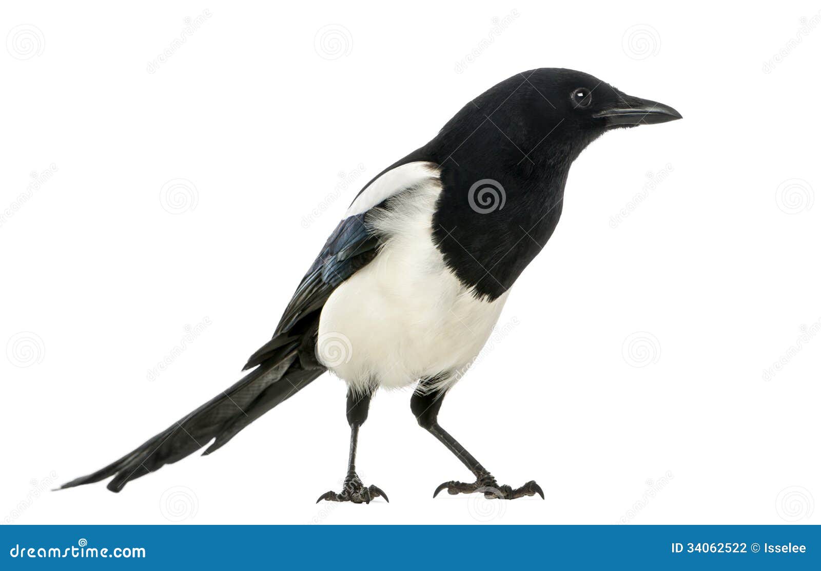 Side View of a Common Magpie, Pica Pica, Isolated Stock Photo - Image ...