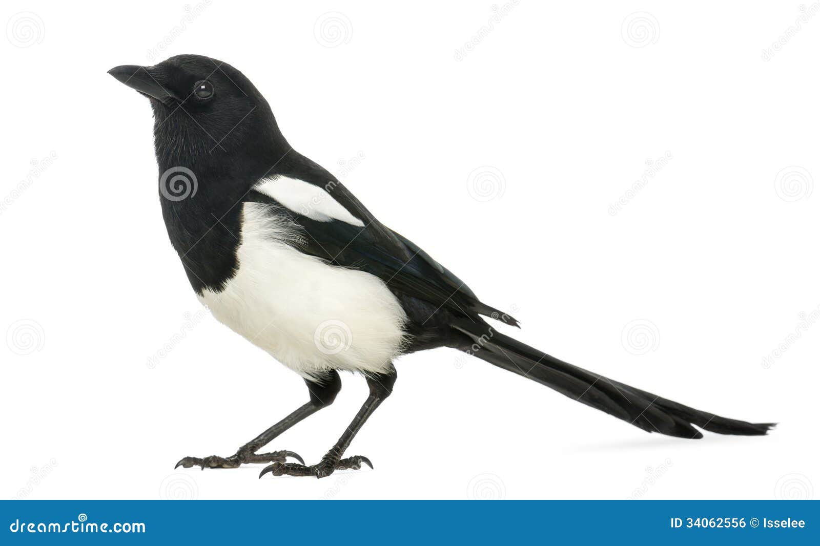 Side View of a Common Magpie, Pica Pica, Isolated Stock Photo - Image ...