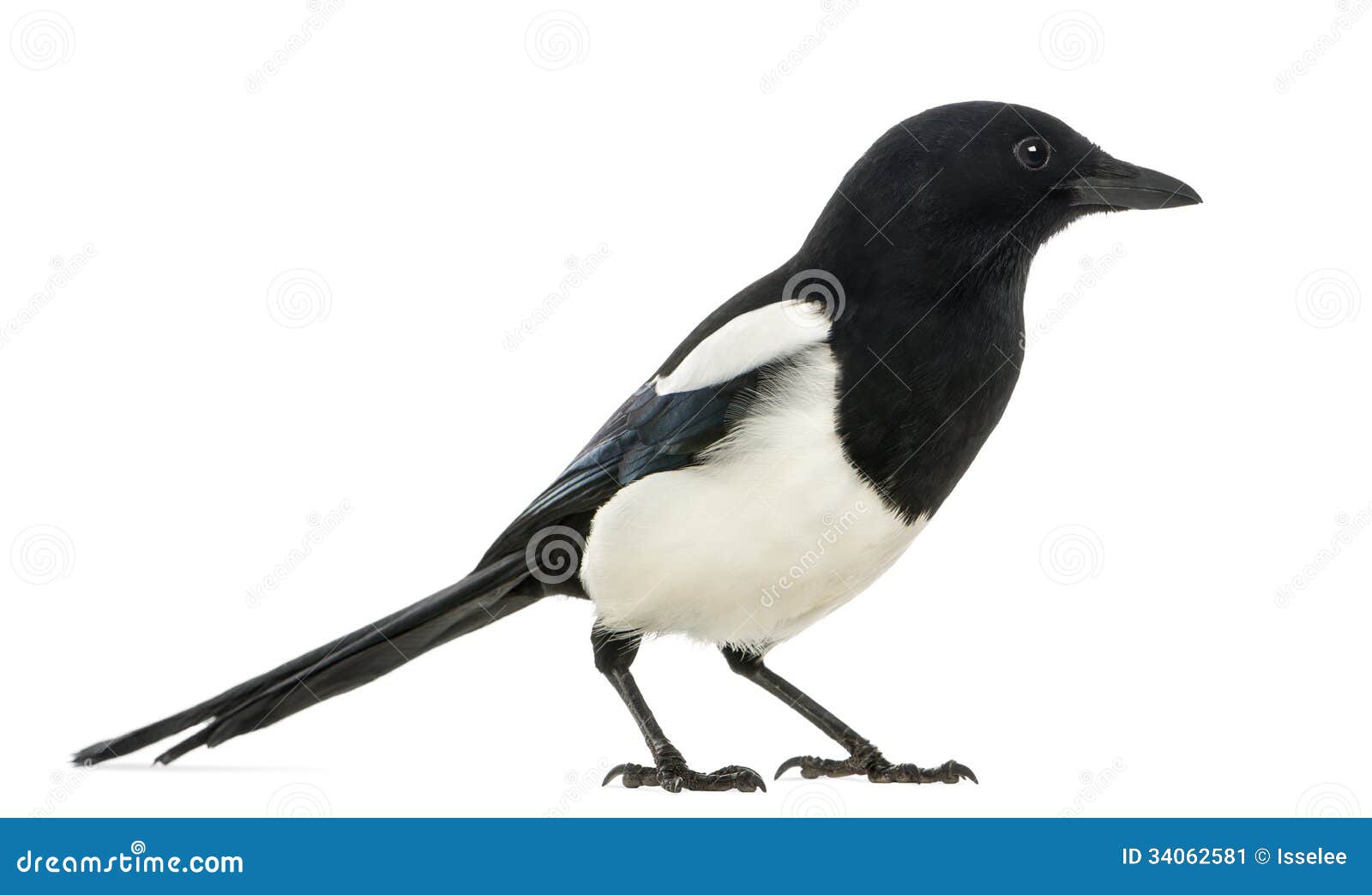 Side View of a Common Magpie, Pica Pica, Isolated Stock Image - Image ...