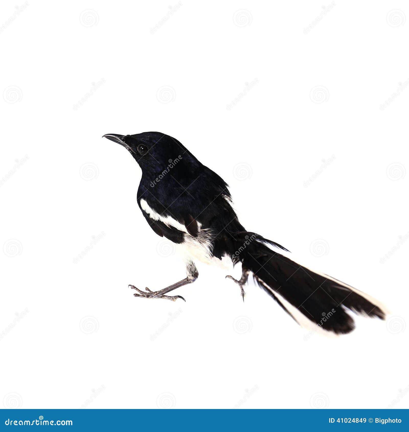 Side View of a Common Magpie, Pica Pica, Isolated on White Stock Image ...