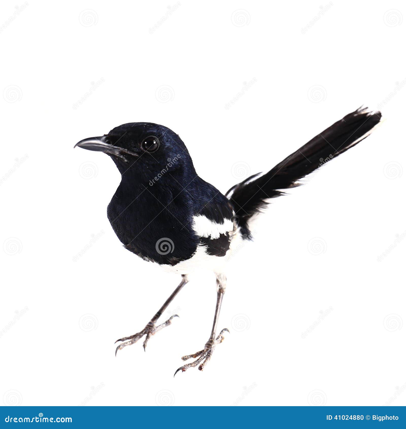 Side View of a Common Magpie, Pica Pica, Isolated on White Stock Photo ...