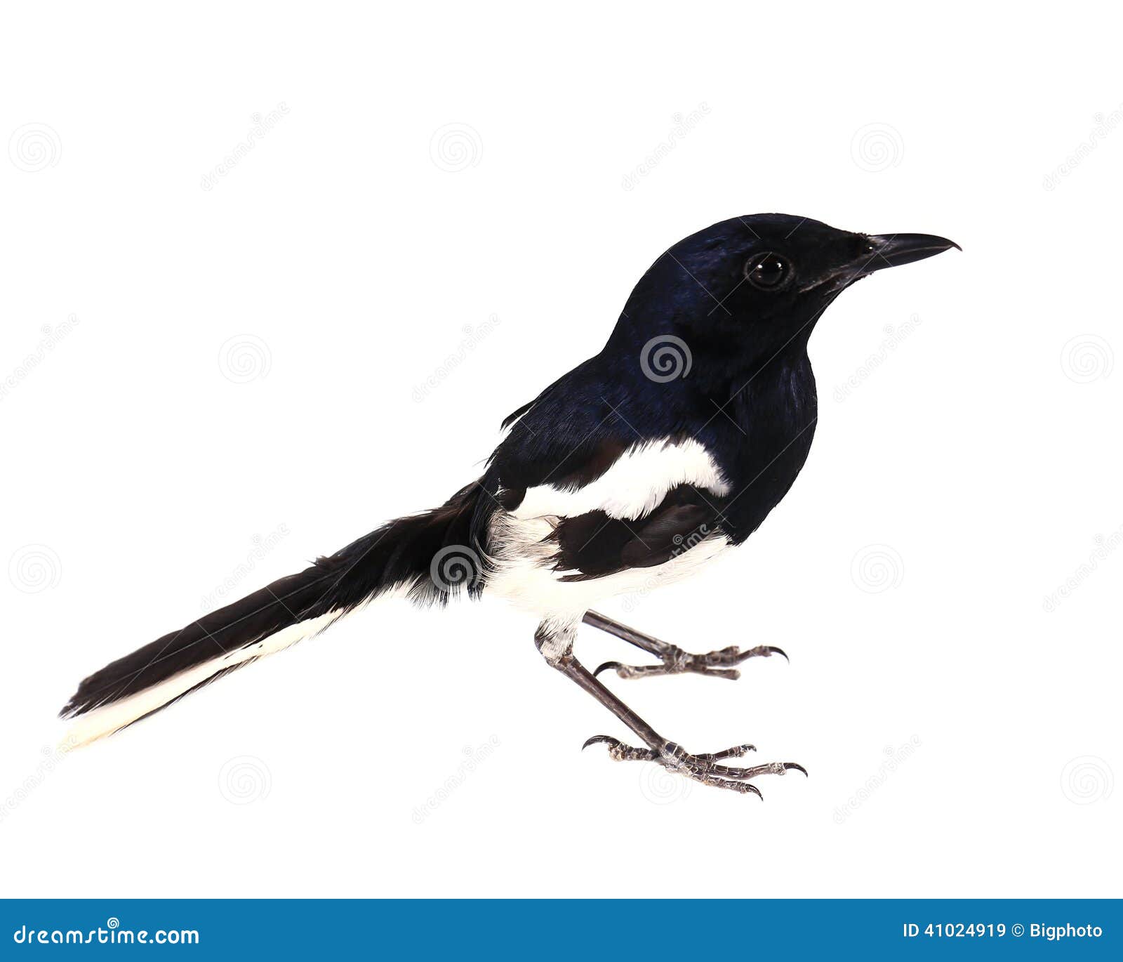 Side View of a Common Magpie, Pica Pica, Isolated on White Stock Image ...