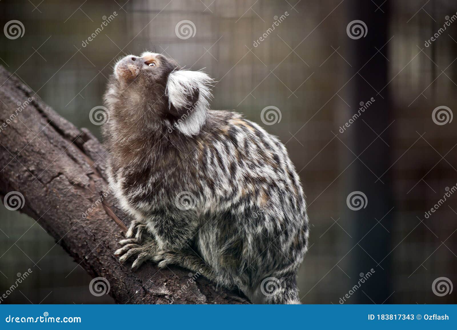 This is a Side View of a Common Marmoset Stock Image - Image of white ...