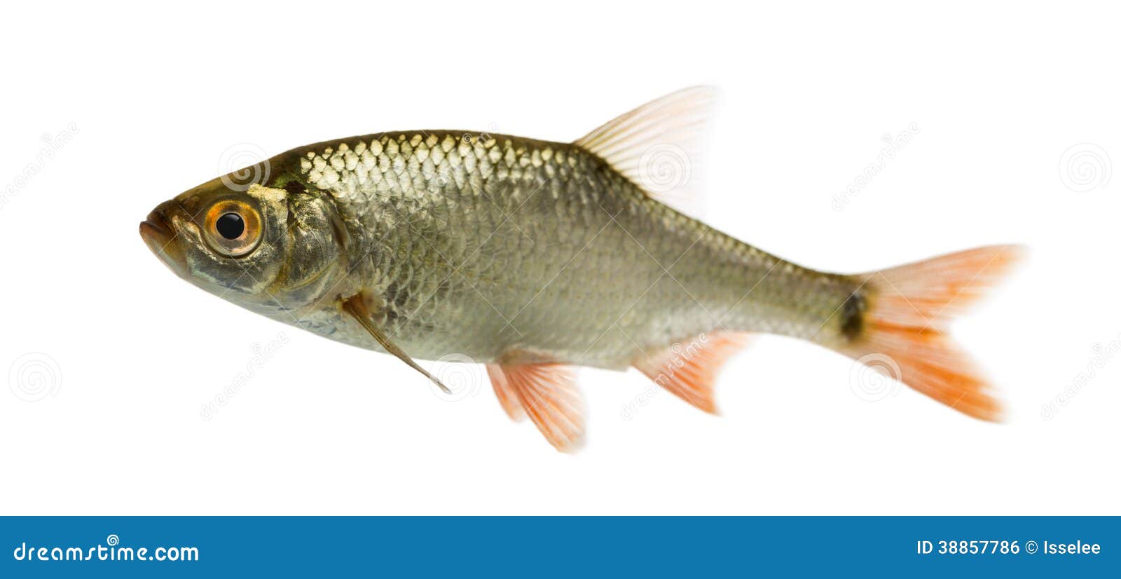 Side View of a Common Roach, Rutilus Rutilus, Stock Photo - Image of ...