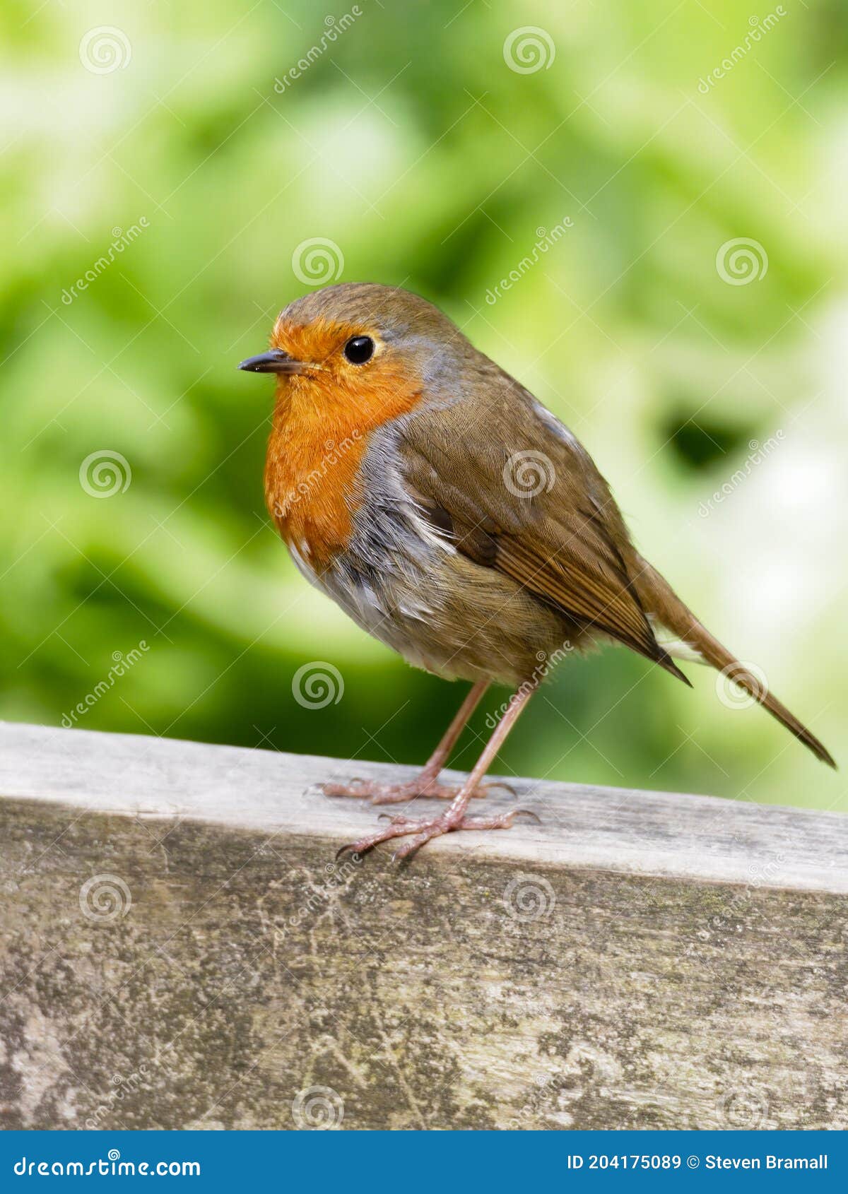Side View of a Common Robin Standing on a Fence Rail Stock Image ...