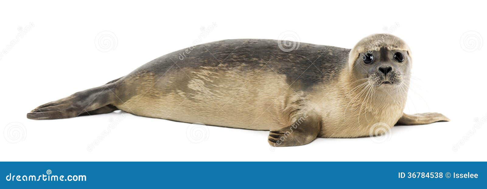 Side View of a Common Seal Lying, Looking at the Camera Stock Photo ...