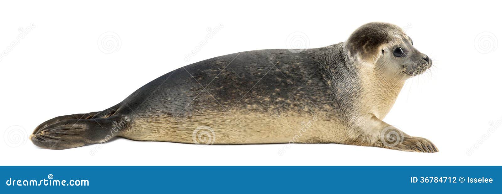 Side View of a Common Seal Lying, 8 Months Old, Isolated Stock Photo ...