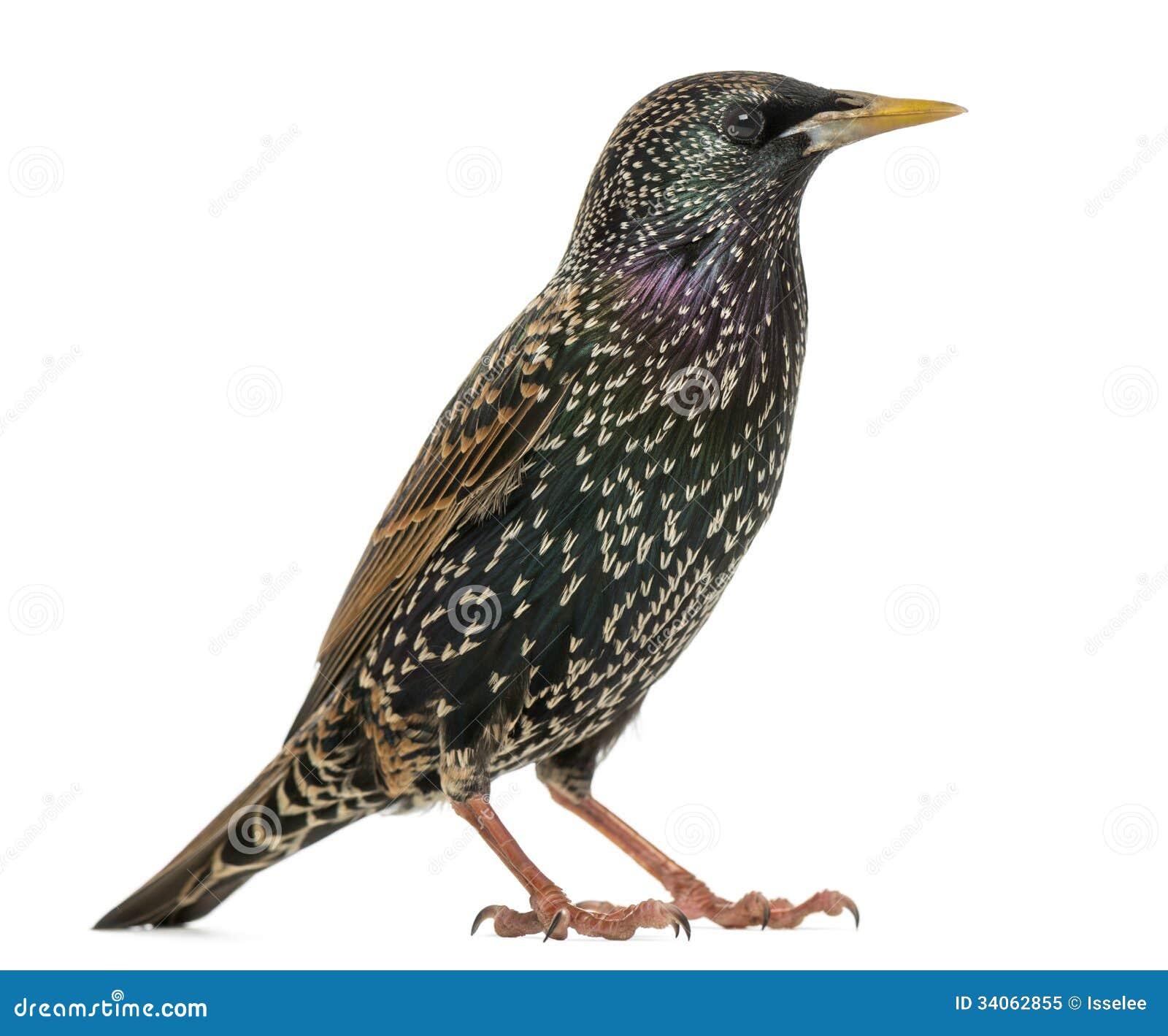 Sturnus Vulgaris - Common Starling Mother, Feeding The Baby Royalty ...