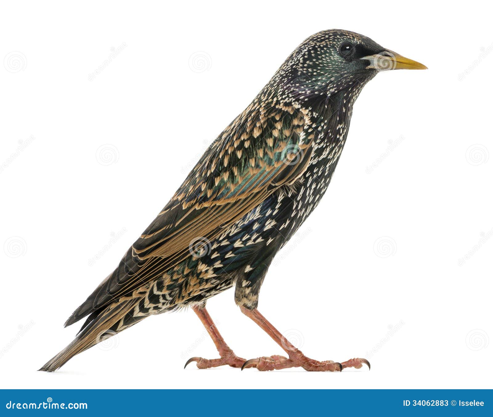Side View of a Common Starling, Sturnus Vulgaris, Isolated Stock Image ...