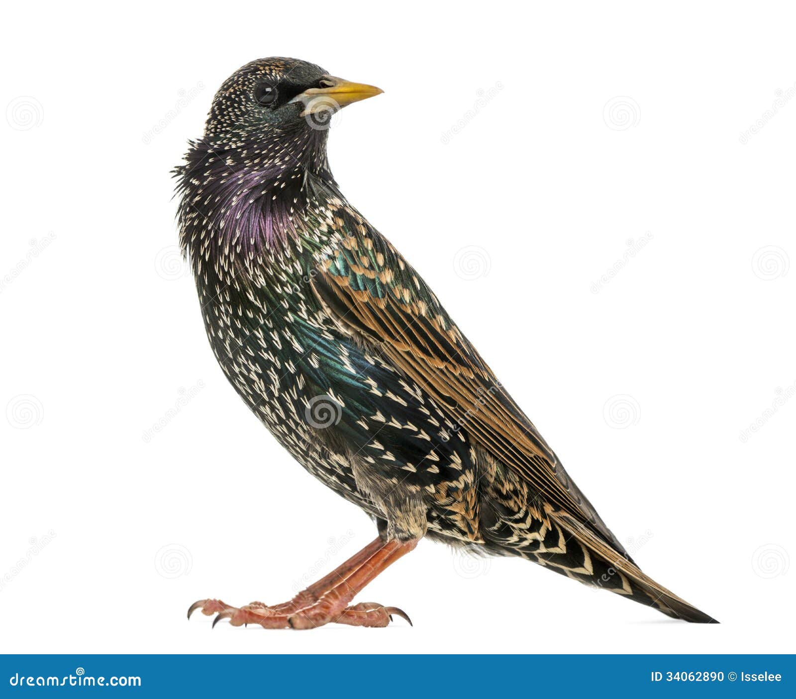 Side View of a Common Starling, Sturnus Vulgaris, Isolated Stock Photo ...