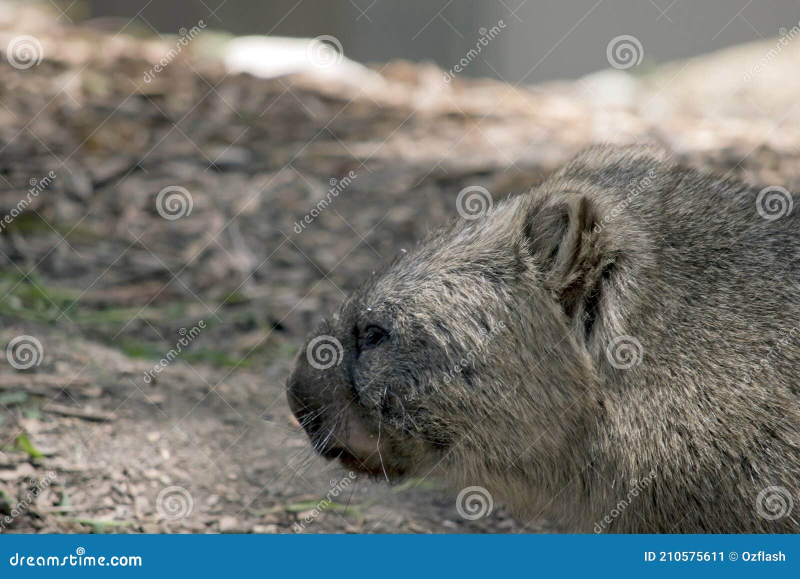 This is a Side View of a Common Wombat Stock Image - Image of view ...