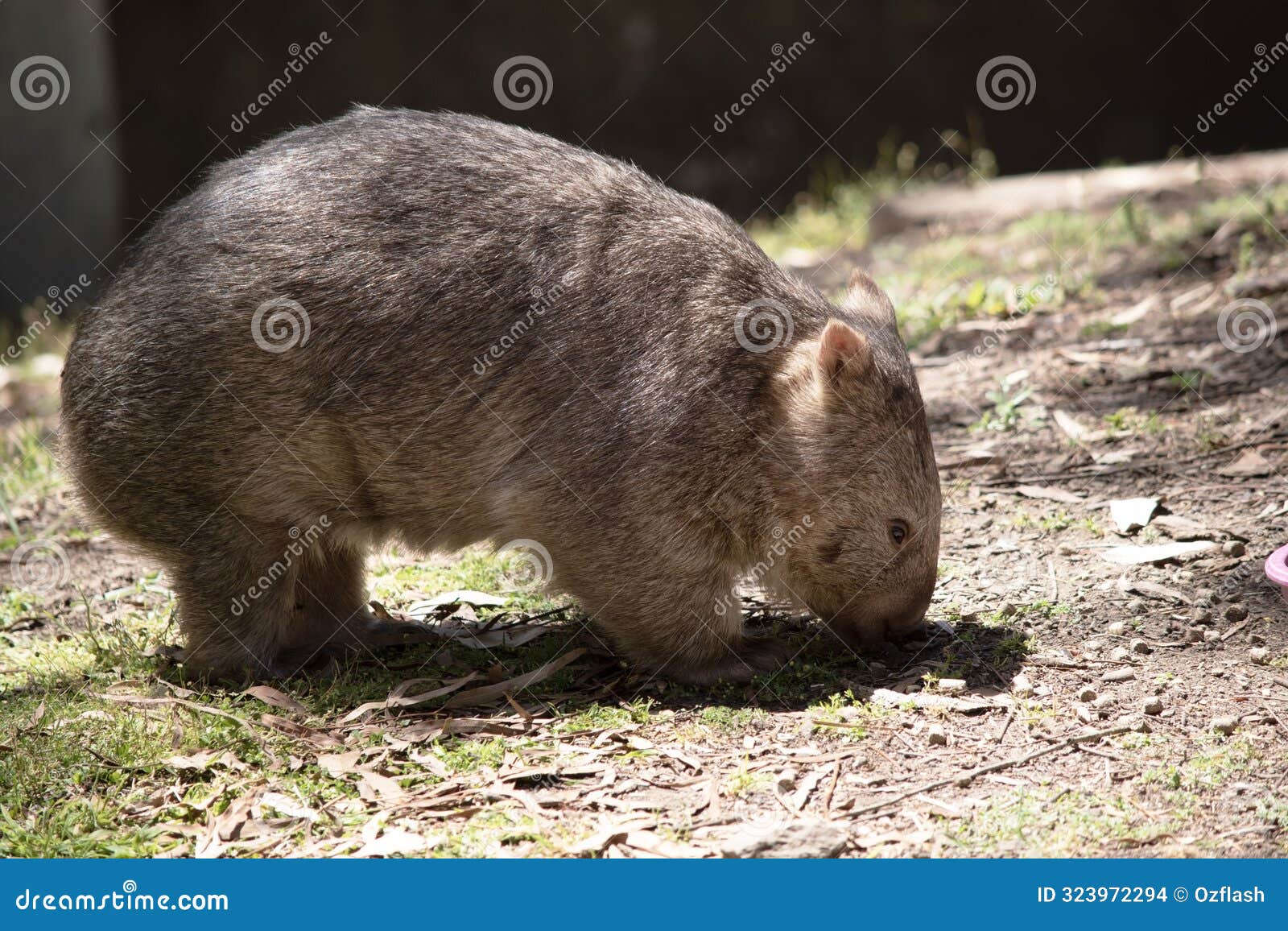 This is a Side View of a Common Wombat Stock Photo - Image of brown ...