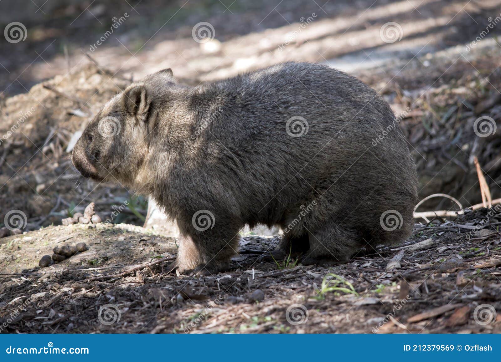 This is a Side View of a Common Wombat Stock Image - Image of wild ...