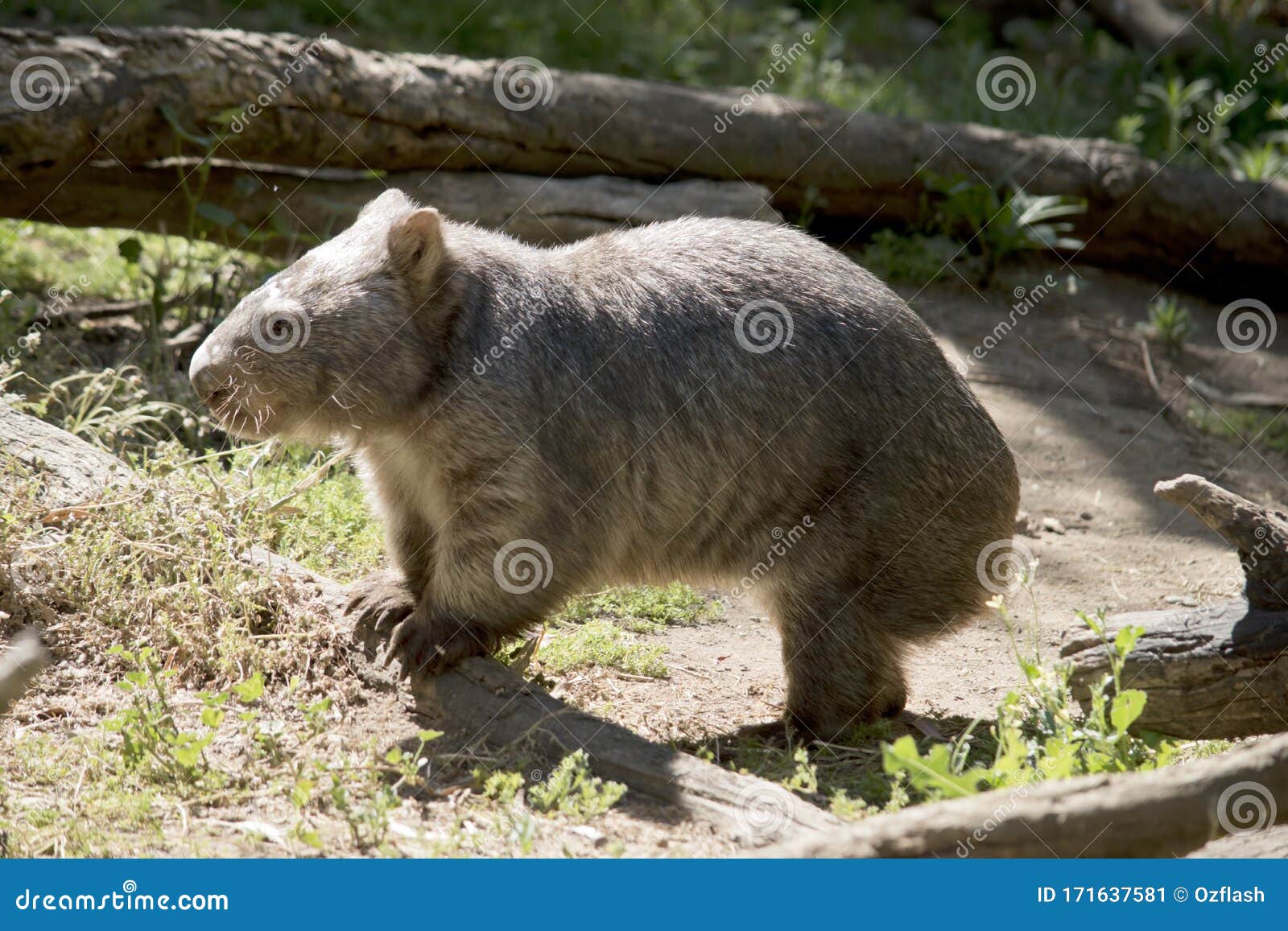 This is a Side View of a Common Wombat Stock Image - Image of wildlife ...