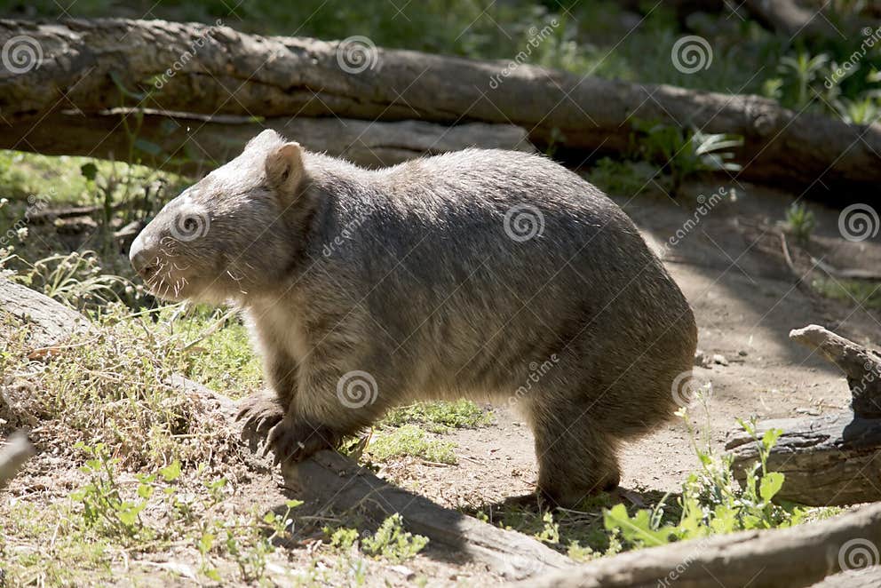 This is a Side View of a Common Wombat Stock Image - Image of wildlife ...